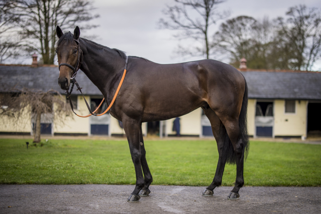 Brodie's Boy | Shares Available at Racing Club