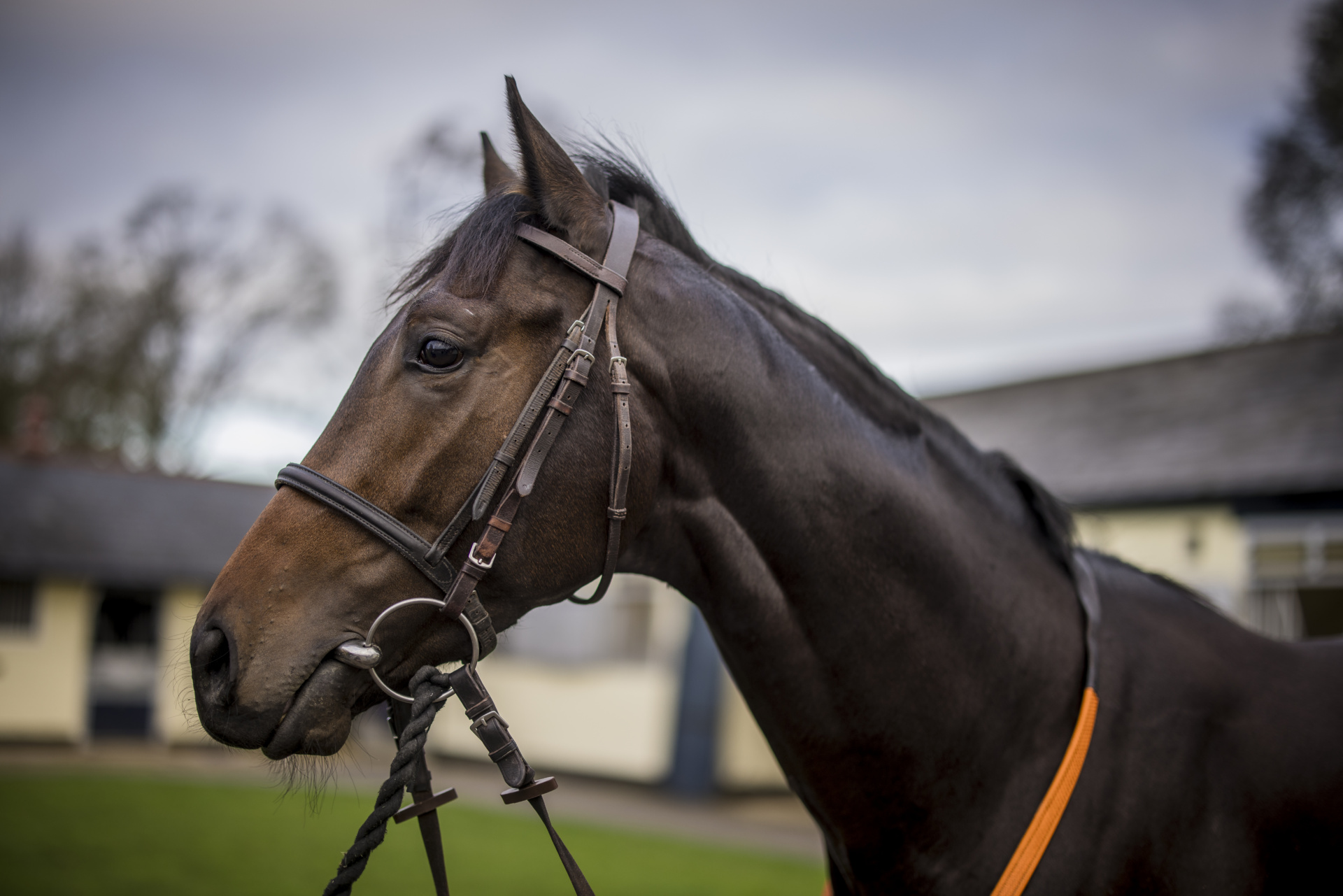 Brodie's Boy | Shares Available at Racing Club