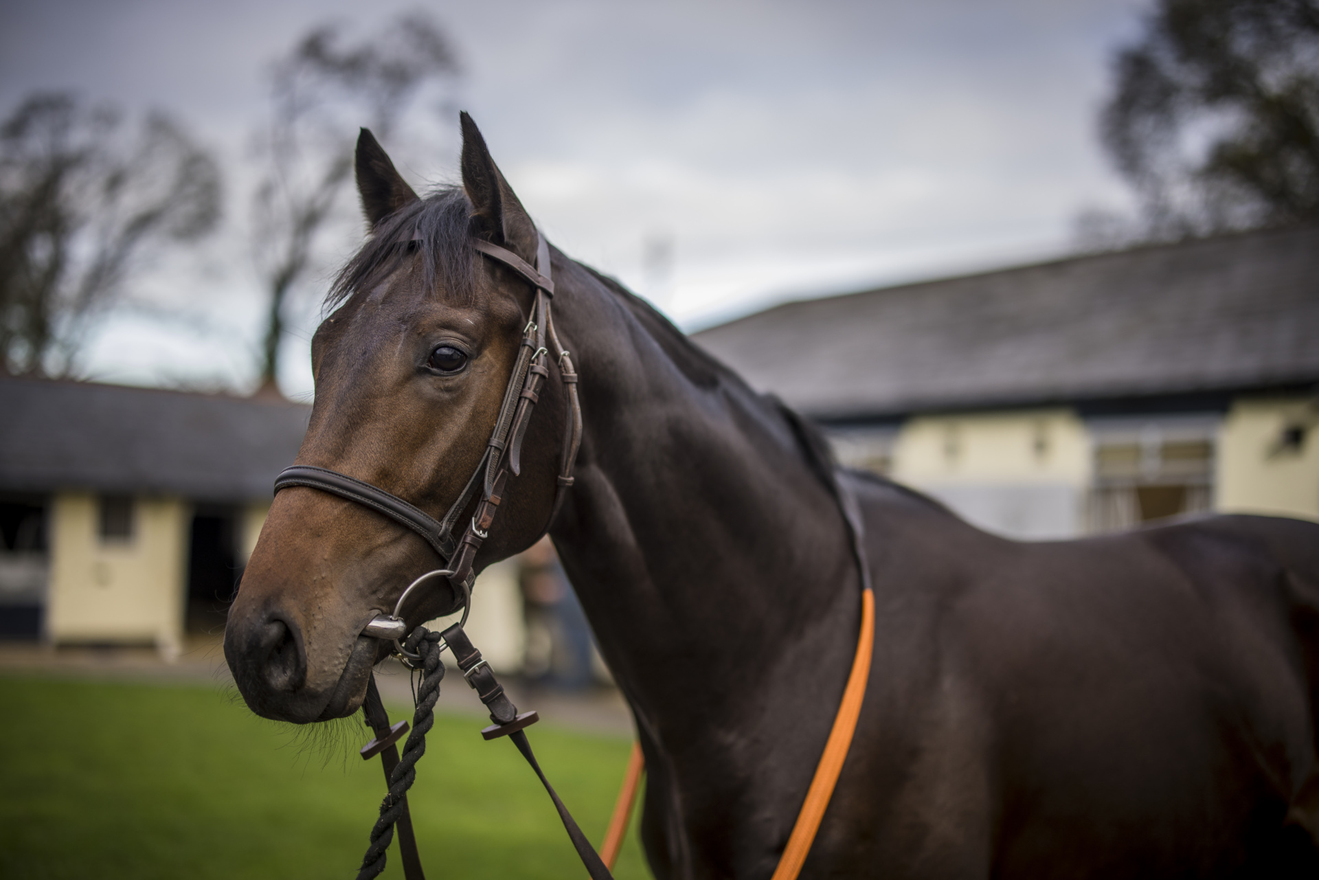 Brodie's Boy | Shares Available at Racing Club