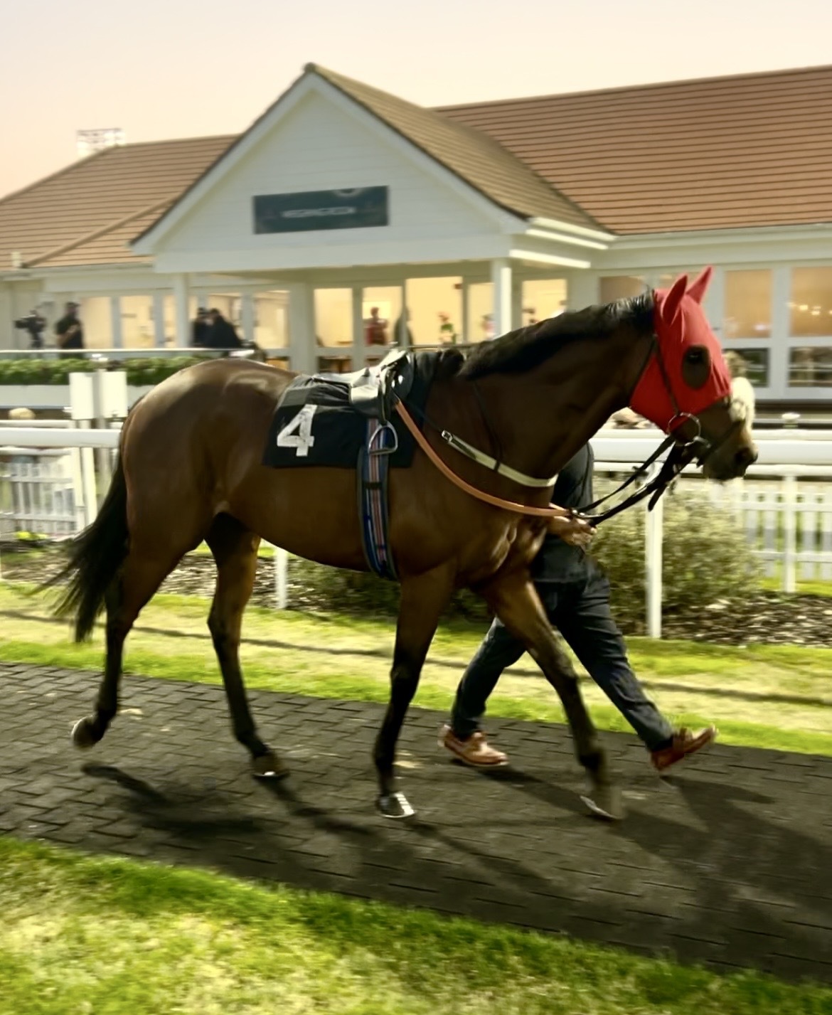Two RC Horses In Action At Chelmsford - Race Reports - Racing Club