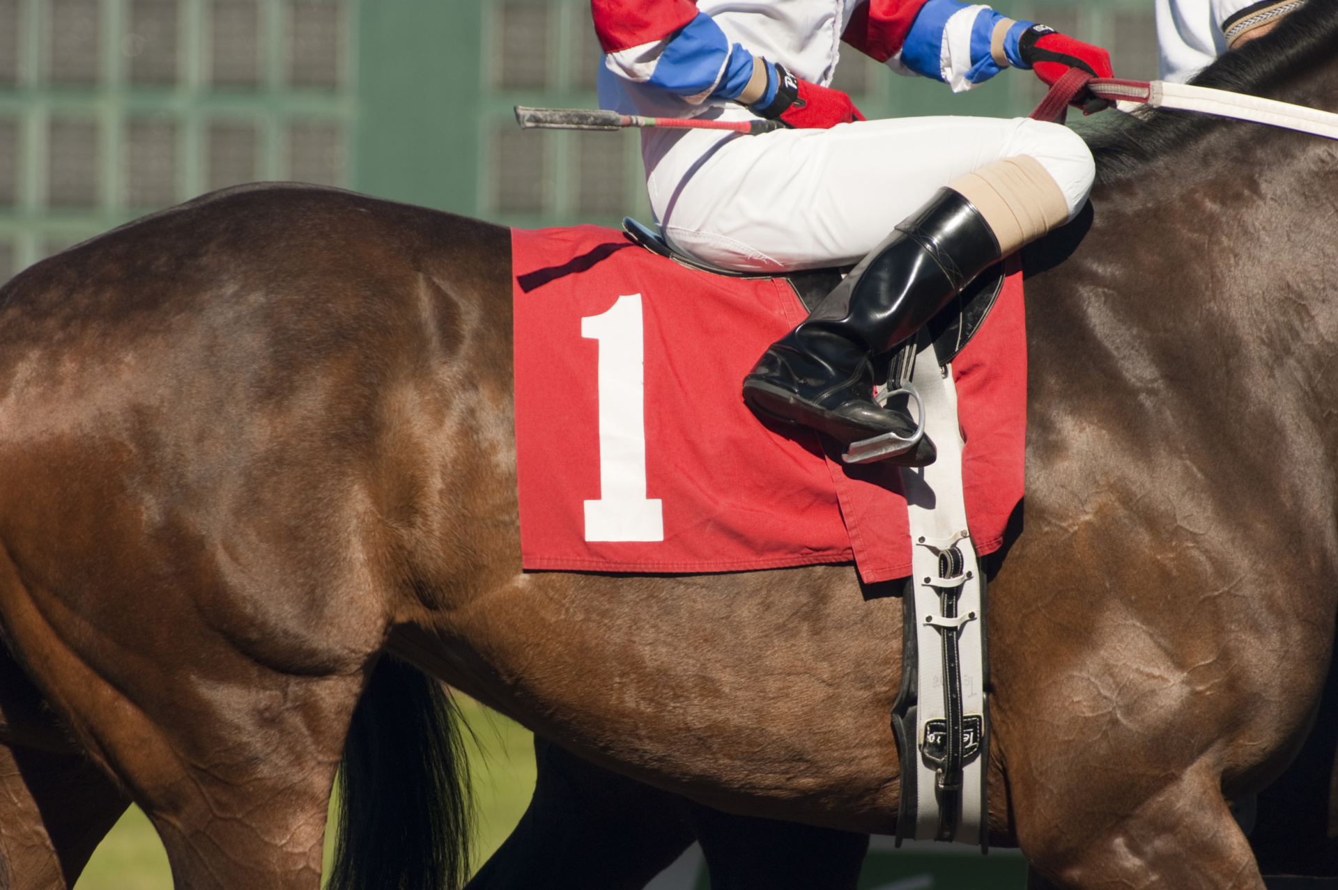 How to Pick a Winning Racehorse | RacingClub