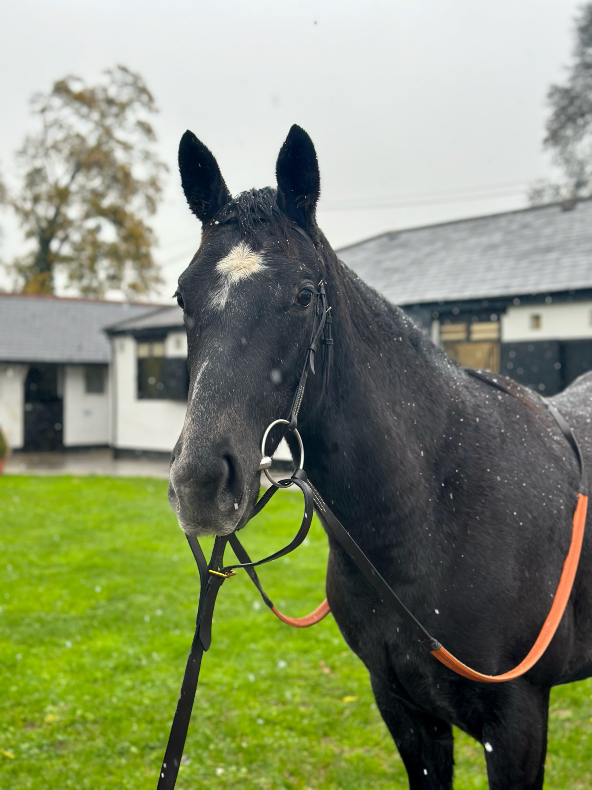 Denby's Dream - Racing Club