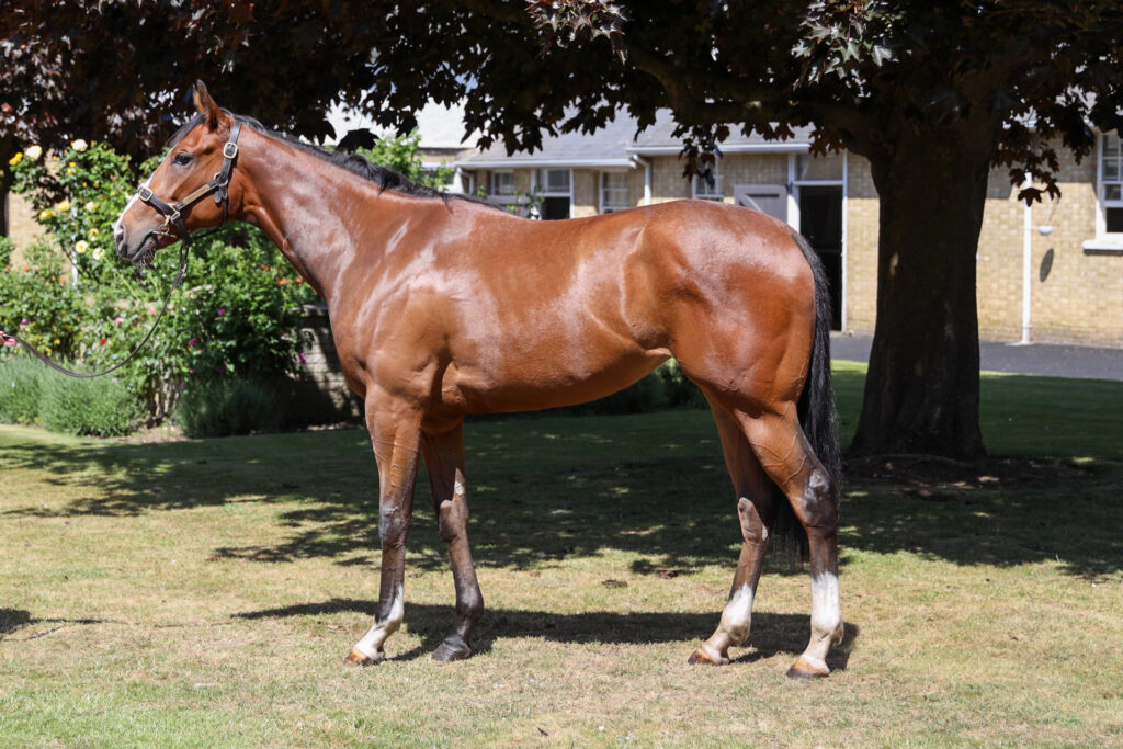 Havana Flower - Racing Club