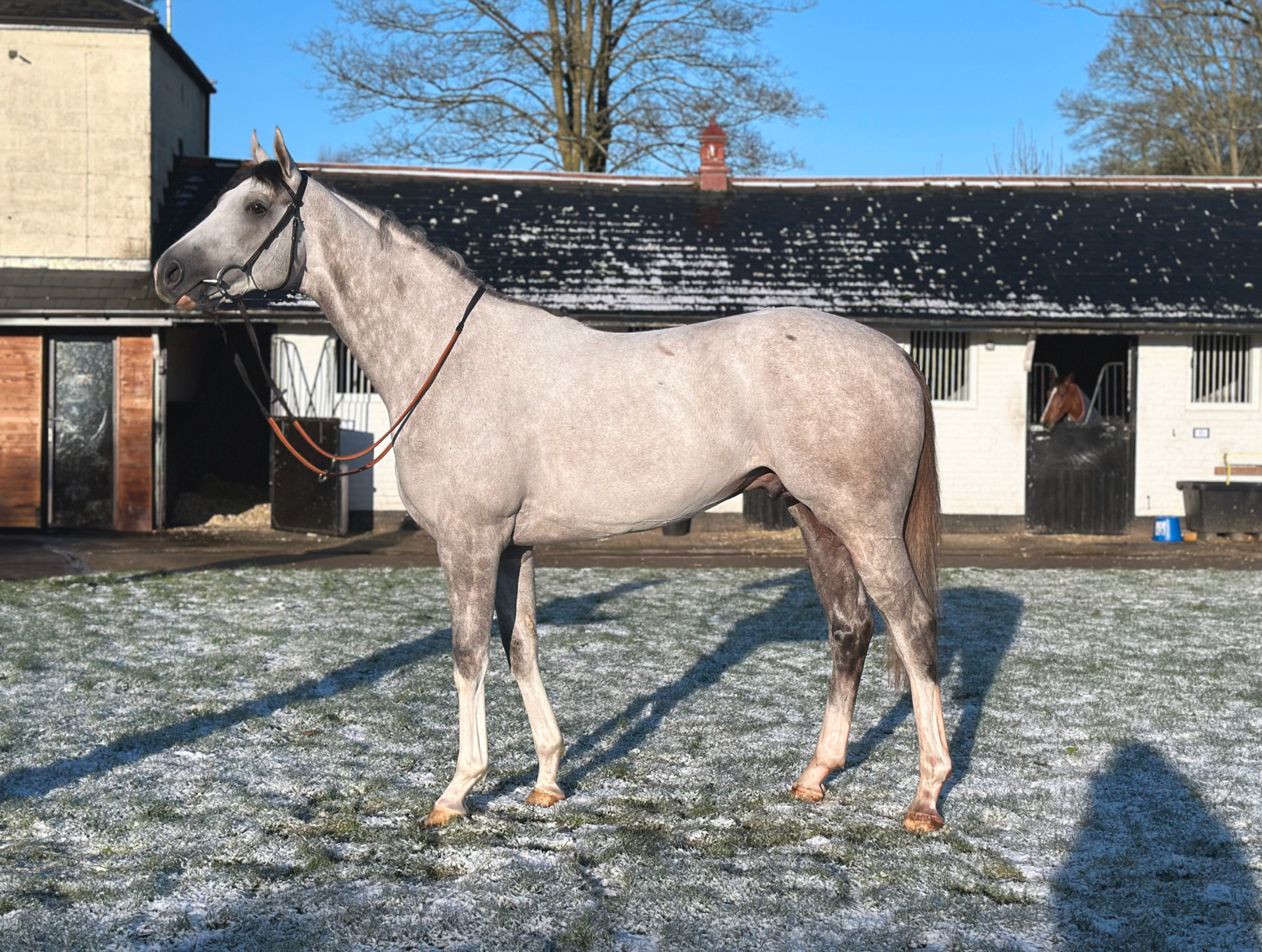 Rory's Gold Returns To Action At Wolverhampton - Race Report - Racing Club