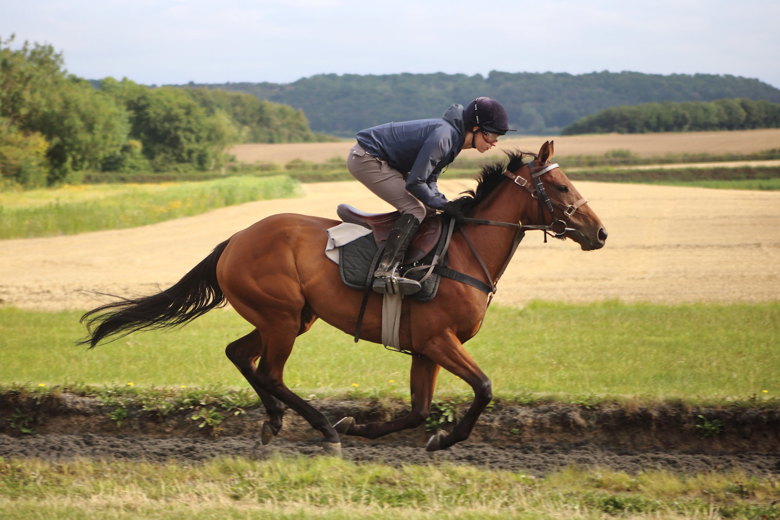 Magic Runner An Excellent Second At Wolverhampton - Race Report ...