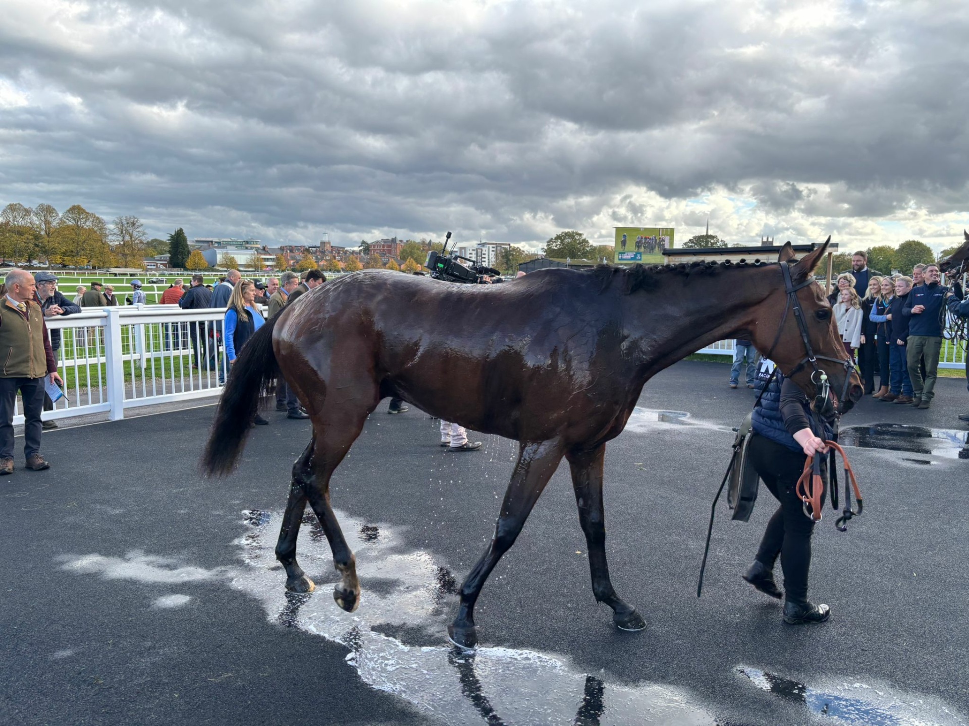 Legendary Luke A Strong Second On Rules Debut At Worcester - Race ...