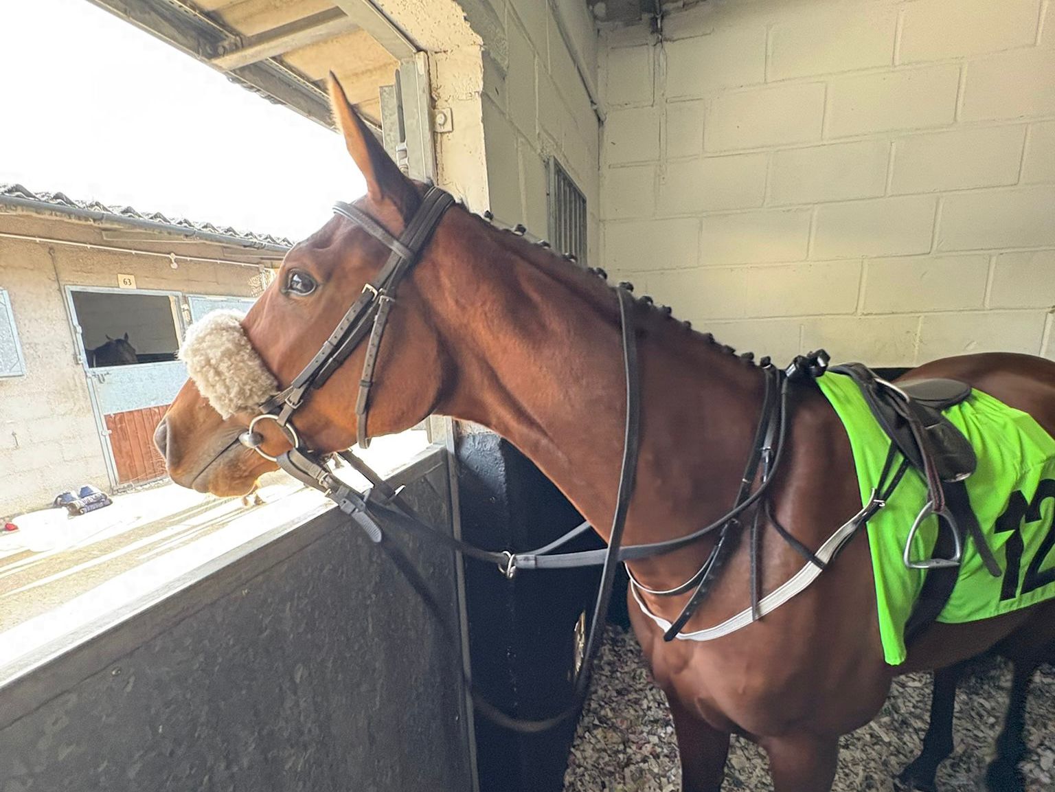 Superb Run Sees Magic Runner Take Third at Wolverhampton - Race Report ...